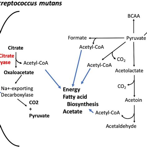 Diagram Showing The Fate Of Pyruvate Carbon In S Mutans And The