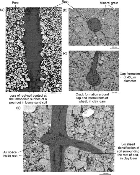 Representative Raw Greyscale X Ray Ct Images Showing Soil Root And