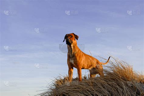 罗德西亚脊背犬 纯种犬 水平画幅 彩色图片 无人 宏伟 狗 力量 日落 摄影
