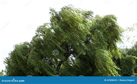 Tree In The Wind Stock Footage Video Of Climate Windy 42508432