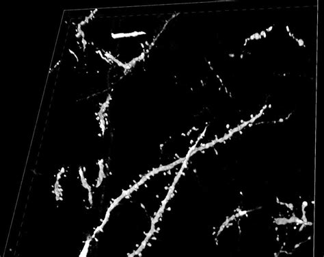 AX R MP with NSPARC AX R MP with NSPARC 共聚焦和多光子显微镜 显微镜产品 尼康精机上海有限公司