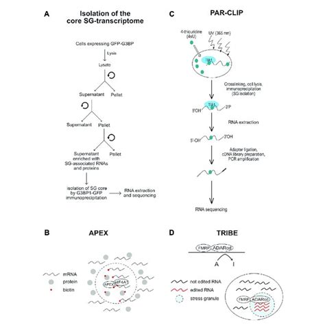 Schematic Representation Of The Methods That Are Used In Download Scientific Diagram