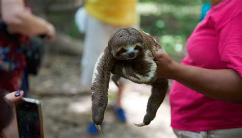 Threats To Sloths And Their Jungle Home The Sloth Conservation Foundation