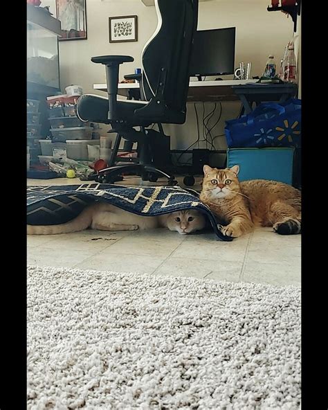 rr fifty instances of uproarious captures showcasing their beloved cats engaging in peculiar