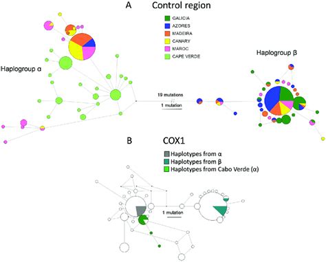 haplotype network using the median joining algorithm for the octopus