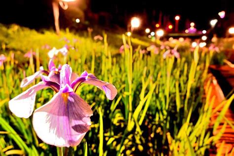 玉名市高瀬第30回高瀬裏川の花菖蒲まつり2022 熊本でがまださなんたいのblog