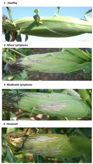 Jof Free Full Text Trichoderma Longibrachiatum And Trichoderma