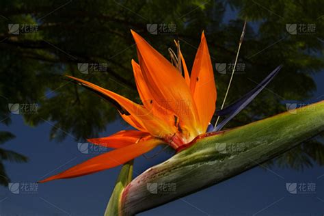 鸟类地形图留白水平画幅橙色无人蓝色赤素馨花明亮红色