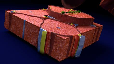 Stl File Liver Lobule Histology 3d Model・3d Print Object To Download・cults