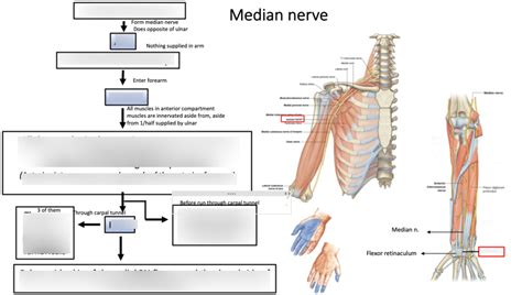 6 Brachial Plexus Median Nerve Diagram Quizlet