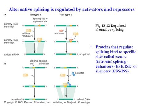 Ppt Chapter 13 Rna Splicing Powerpoint Presentation Free Download