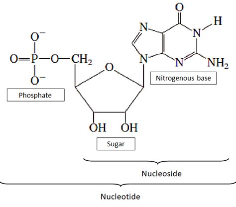 Nucleic Acids Are Polymers Ofa Nucleotidesb Nucleosidesc Amino