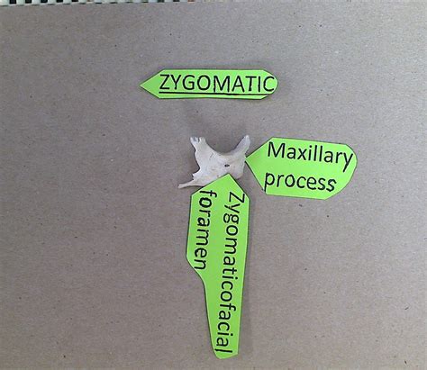 Unit 7 Axial Skeleton Stagg High Babe Anatomy Physiology