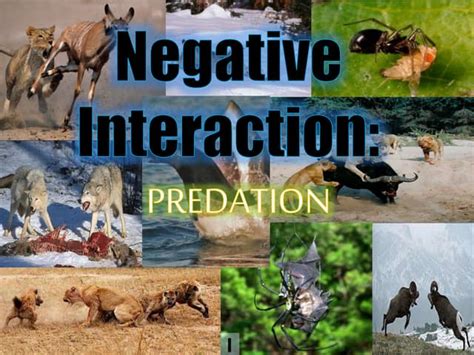 Predator And Prey Relationship Pptx
