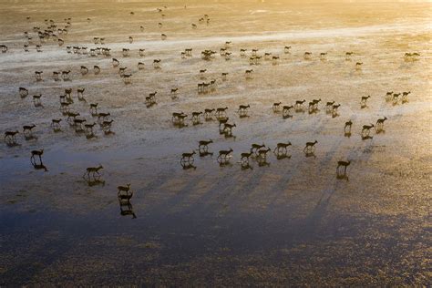 Beautiful Bangweulu | Safari Culture