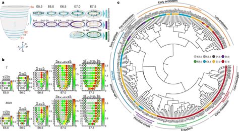 Analysis Of The Spatiotemporal Transcriptome Of Post Implantation Mouse Download Scientific