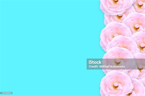 빨간색 잎이 있는 파란색 배경입니다 공간을 복사합니다 엽서 텍스트에 대 한 배치 단풍 가을에 대한 스톡 사진 및 기타 이미지 Istock