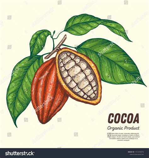 Cocoa Beans Vector Illustration Hand Drawn Stock Vector Royalty Free Shutterstock