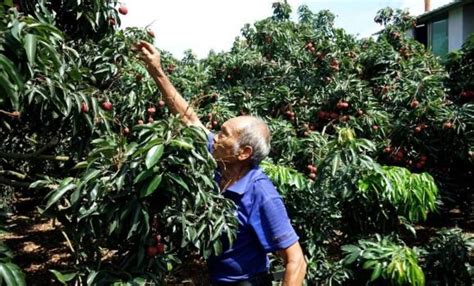 转发，就是帮助！20万公斤荔枝，就在宅梧荷村等你来~澎湃号·政务澎湃新闻 The Paper