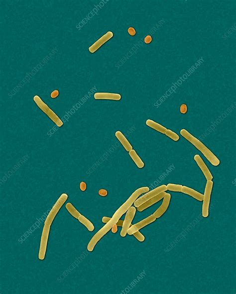 Bacillus Anthracis Spore Prokaryote Sem Stock Image C032 1822 Science Photo Library
