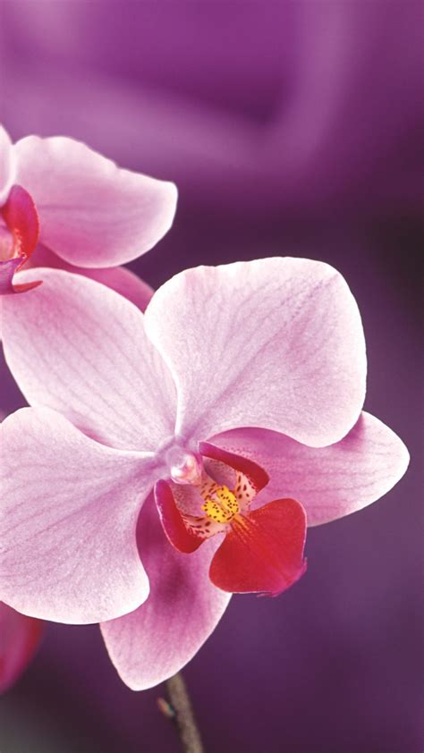 Orchid Iphone Wallpapers 4k Hd Backgrounds On Wallpaperbat