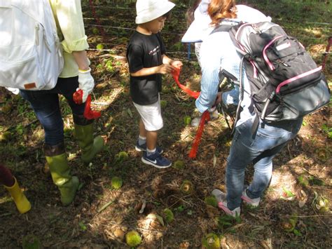 栗拾い 1回目 参加者29名 宝塚西谷の森公園