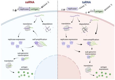 Viruses Free Full Text Trans Amplifying Rna A Journey From Alphavirus Research To Future