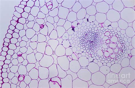 Lm Of Ranunculus Stem Photograph By M I Walker Fine Art America