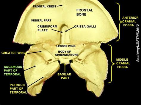 Squama Temporalis Sphenoid Bone Bones Squamous