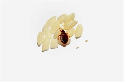 Can Bed Bugs Lay Eggs In Your Skin The Disturbing Truth Pestclue