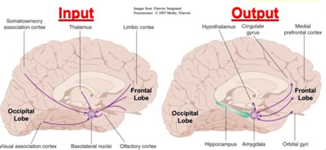 Limbic System Flashcards Quizlet
