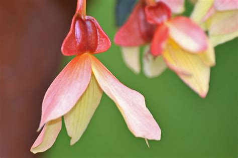 弗洛拉 花瓣 粉色的 Pixabay上的免费照片 Pixabay