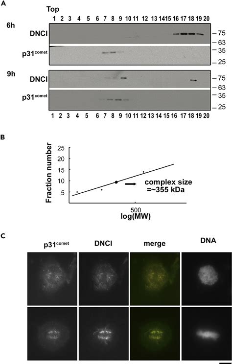 Cell Press Star Protocols