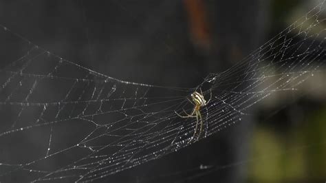 Spider Spiderweb Cobweb Free Stock Video Pixabay