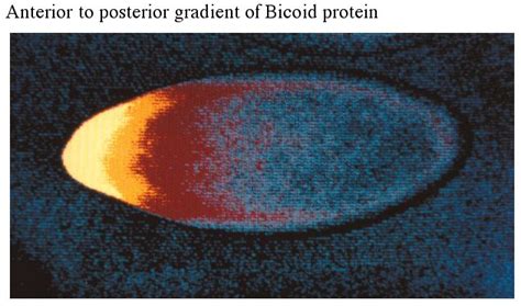 Developmental Biology 3230