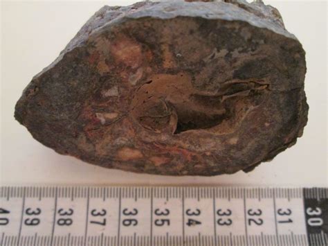 Found In West Virginia Help Identify Please Fossil ID The Fossil Forum