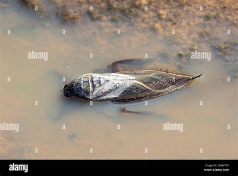 The Wrestling Water Bug Is Actually A Predatory Bug That Flies Well And