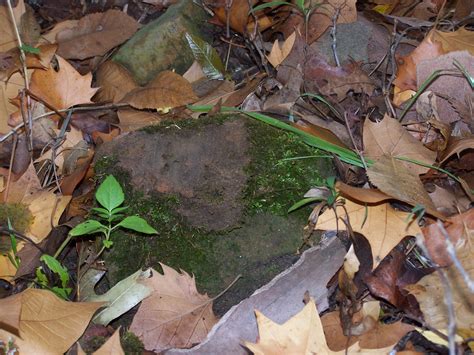 Apache Knife Combat Scouts In Arkansas Your Ozark Hideaway On The