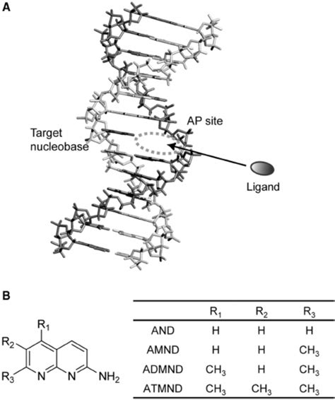 A Schematic Illustration Of The Ligand Binding To Nucleotides Download Scientific Diagram