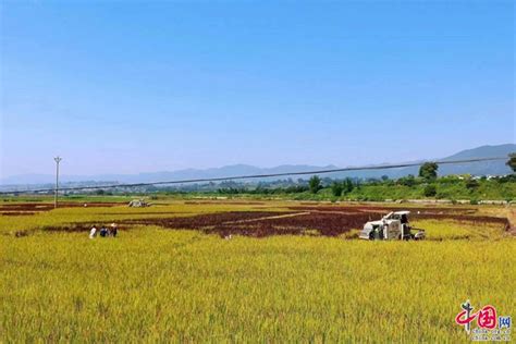 云南双江基层党组织领办合作社加快绿美田园建设 中国网