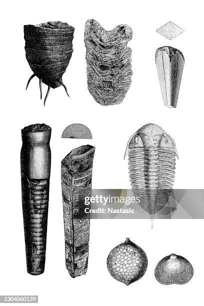 Silurian Photos And Premium High Res Pictures Getty Images