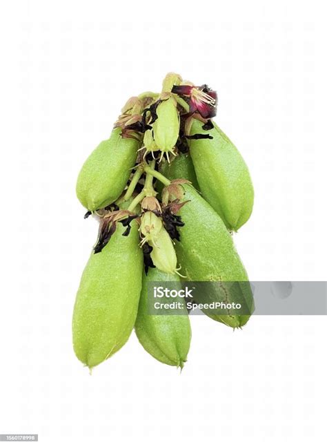 나뭇가지에 매달려 있는 초록색 바나나 다발의 사진에는 흰색 바탕에 나뭇가지에 매달려 있는 초록색 바나나가 많이 있습니다 과일에 대한 스톡 사진 및 기타 이미지 Istock