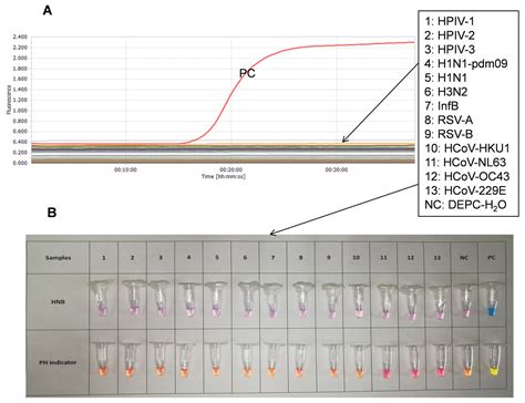 Rapid And Convenient Detection Of Sars Cov 2 Using A Colorimetric