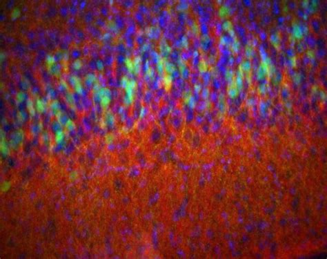 Piriform Cortex Alchetron The Free Social Encyclopedia