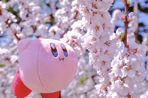 아루 Aru On Twitter 봄을 즐기는 커비🌸🩷