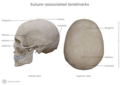 Sutures Of Skull Encyclopedia Anatomyapp Learn Anatomy 3d