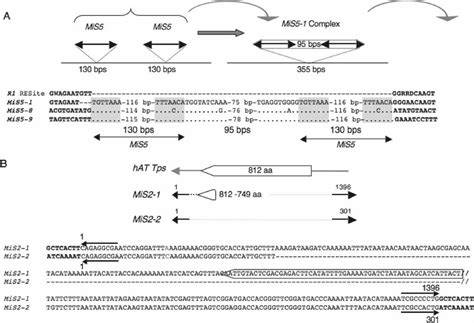 Structures Of MiS And MiS A Several MiS Members Are Found As Download Scientific Diagram