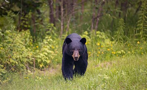 Gay Bars Dc Bears Black Maileraso