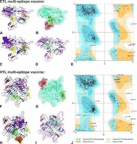Tertiary Structure Modelling Of Ctl And Htl Multi Epitope Vaccines A