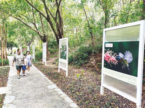 搭建观鸟台 感受生态美 鸟类 保护 广西